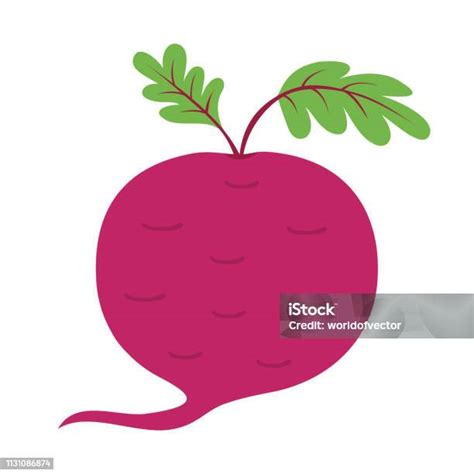 잎 아이콘을 가진 사탕 무 레드 비트 야채 컬렉션입니다 신선한 농장의 건강 한 음식 아이 들을 위한 교육 카드 평면 디자인입니다