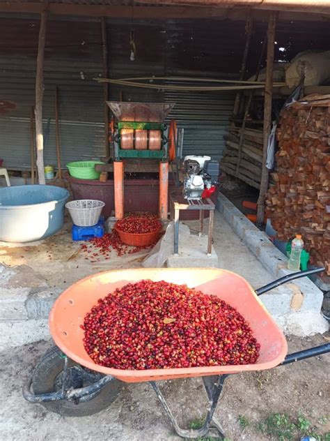 Productores De Café Se Organizan Para Enfrentar Al Cambio Climático