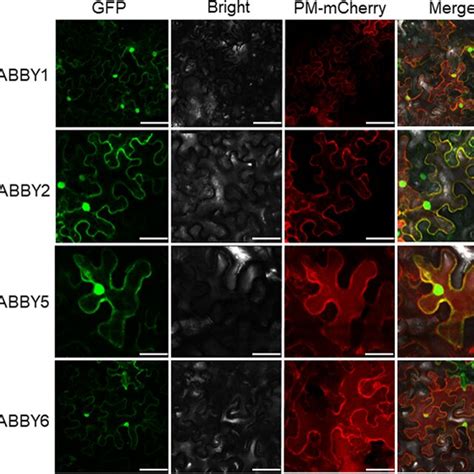 Subcellular Localization Analysis Of Ssyabby1256 The Subcellular