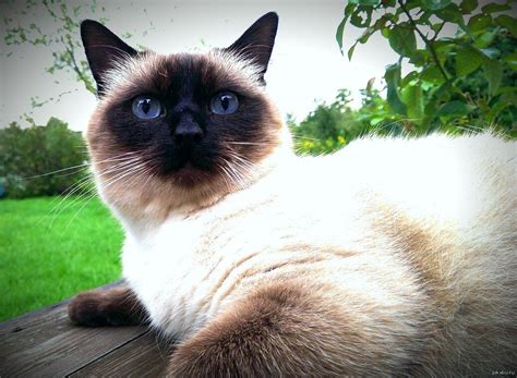 Сиамская красавица | Пикабу