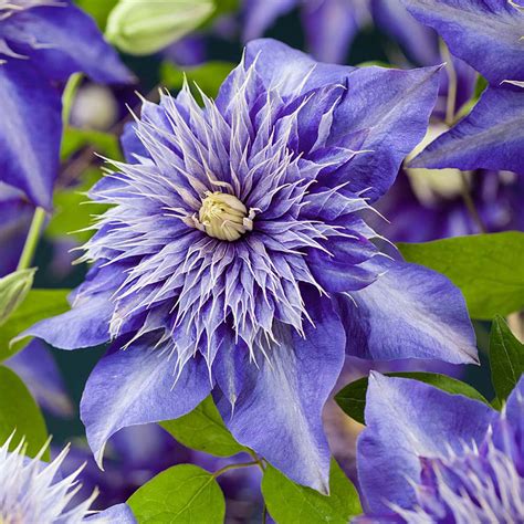 All About Clematis Varieties 2026 Glen Echo Nurseries