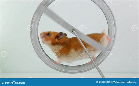 A Syrian Ginger Hamster Runs On A Wheel Then He Runs Off The Wheel And