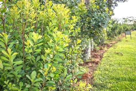 Cultivo De Yerba Mate Condiciones Y Buenas Prácticas