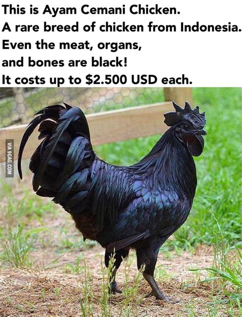 Nsfw Thats A Full Grown Bbc 9gag