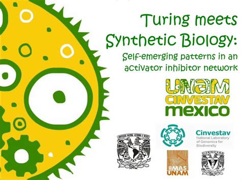 Pdf Turing Meets Synthetic Biology · Turing Meets Synthetic Biology