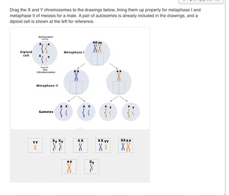 Answered Drag The X And Y Chromosomes To The… Bartleby