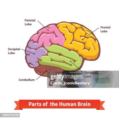 Colored And Labeled Human Brain Diagram High Res Vector Graphic Getty
