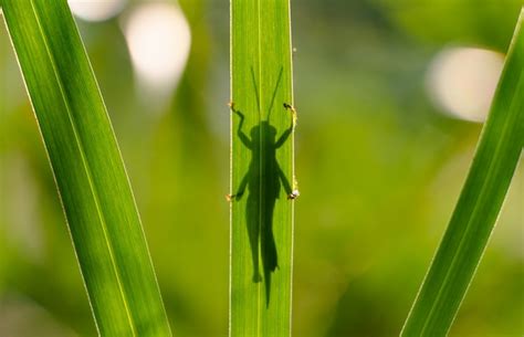 Premium Photo Grasshopper Behind The Grass Leaf