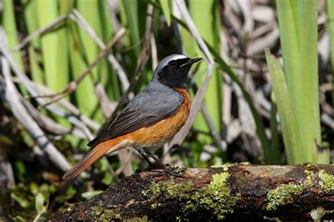 Redstart Identification Guide Bird Spot