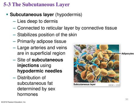 Fundamentals Of Anatomy And Physiology Ppt Download