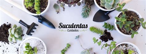 Cuidado Suculentas El Taller De Magnolia