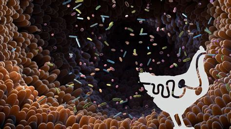 Facilitating Gut Microbiome With Standardized Polyherbal Formulation