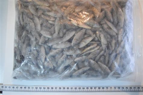 冷凍餌各種入荷 静岡市の熱帯魚専門店大型魚古代魚珍魚World Rivers