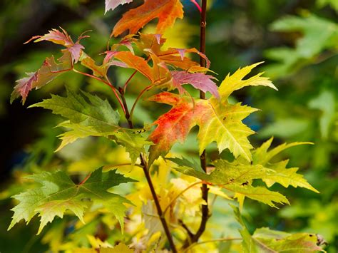 Planting And Caring For Deciduous Trees Augustine Nursery
