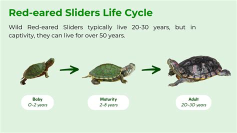 Red Eared Slider Characteristics Habitat Behaviors And Lifecycle