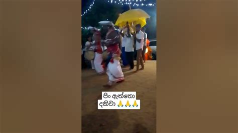 පිං ඇත්තො දකිත්වා🙏🙏 Srilanka Religion Buddhism Buddha Pirith Youtube