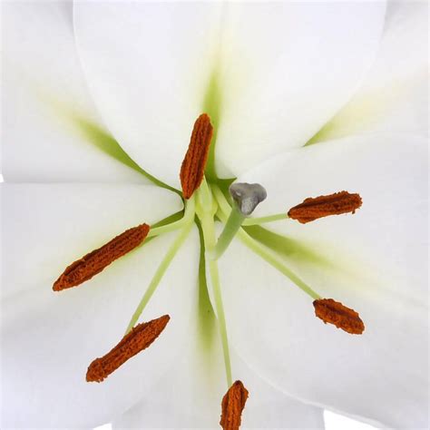 Zambesi - Oriental Lily - Esmeralda Farms Wholesale Flowers