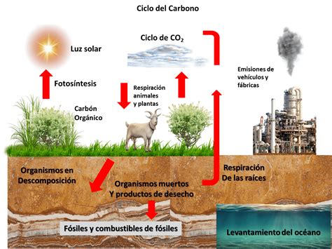 Ciclo Del Carbono Para Colorear