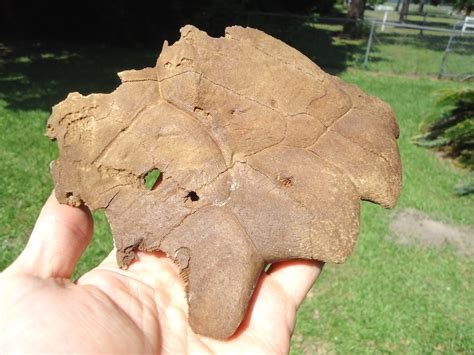 Common Snapping Turtle Shell With Alligator Bite Marks Recently Sold Fossils Prehistoric