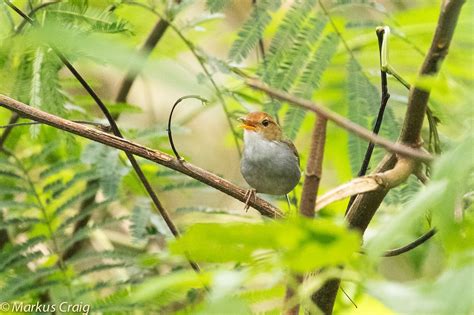 Russet Capped Tesia Tesia Everetti Birds Of The World