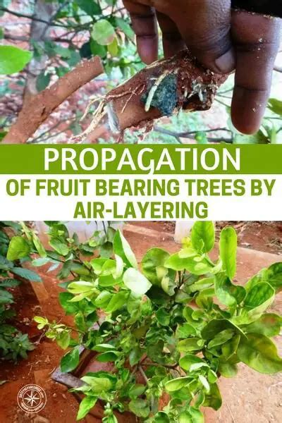 Propagation Of Fruit Bearing Trees By Air Layering