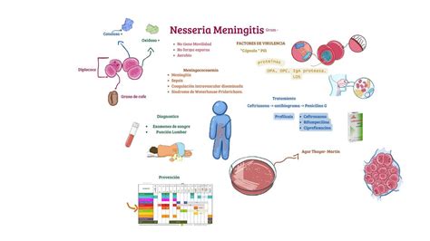 Nesseria Meningitis Danna Lara Udocz