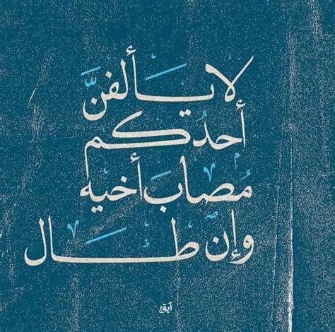 برادي زيبرا