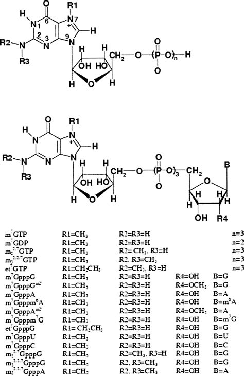 Specificity Of Recognition Of Mrna 5′ Cap By Human Nuclear Cap Binding
