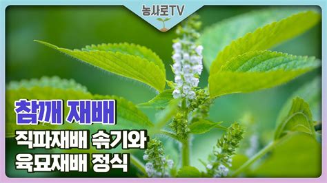 농업기술동영상 참깨 재배직파재배 솎기와 육묘재배 정식 Youtube