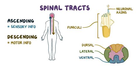 Video Ascending And Descending Spinal Tracts Osmosis