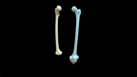 Femur Segmentation Download Free 3d Model By Emwigdahl [81227c7] Sketchfab