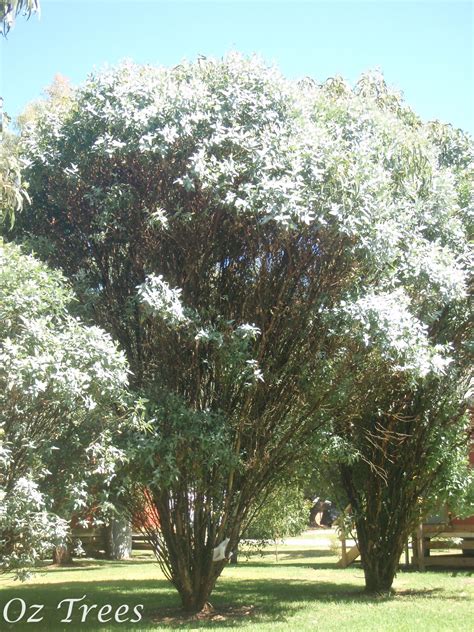 Eucalyptus Globulus Compacta