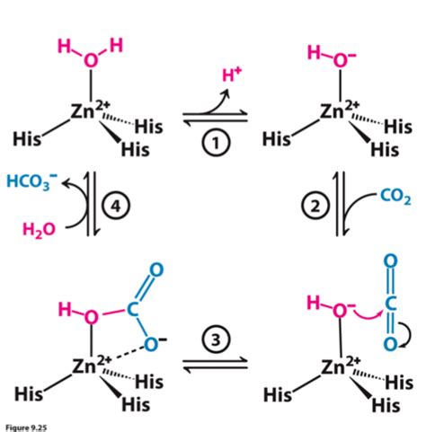 Biochemistry Lectures 8 10 Flashcards Quizlet
