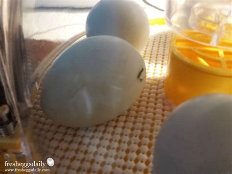 How Often Should I Turn My Hatching Eggs Fresh Eggs Daily With Lisa Steele