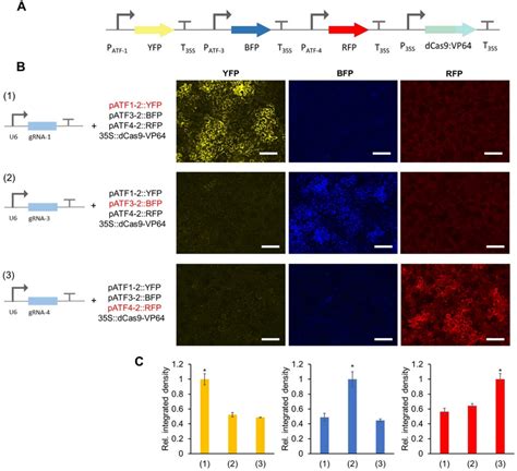Degree Of Orthogonality Of Synthetic Promoters A Ocs Circuit