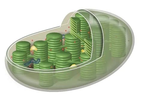 叶绿体与叶绿素的区别详解
