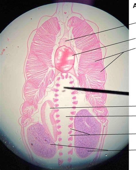 Amphioxus Cross Diagram Quizlet