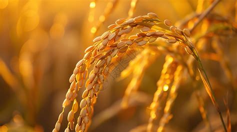 成熟的稻谷插画图片下载 正版图片402621476 摄图网