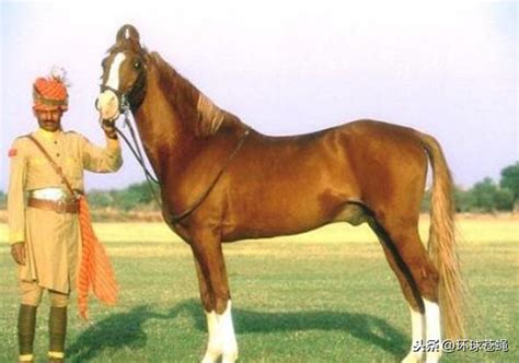 关于马的资料介绍（马，是上天赐予我们的礼物。那你，真的了解一匹马儿吗？） 说明书网