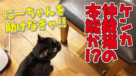 喧嘩の仲裁猫かんた君の心優しいエピソード Youtube