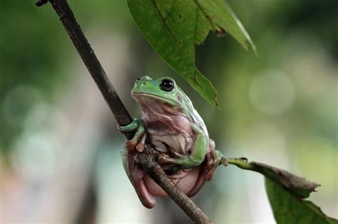 Premium Photo Dumpy Frog Litoria Caerulea On Green Leaves Dumpy Frog On Branch Tree Frog On