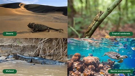 Reptiles Classification Characteristics Types Behaviors And Feeding