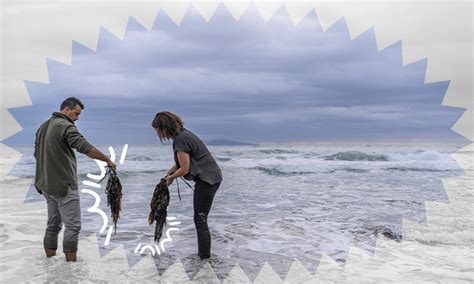 From Fertilisers To Soft Drinks The Wonderful World Of Algae