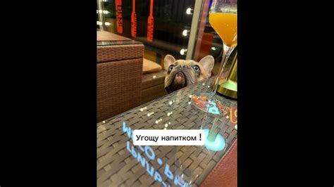 это Леня самый главный член нашей семьи и он давно в поисках любви булочка будьдог