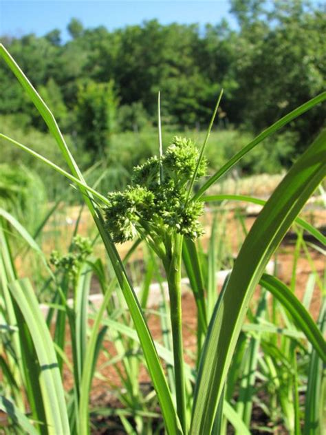 Scirpus Atrovirens Dark Green Bulrush Wild Ones Root River Chapter Online Native Plant Store