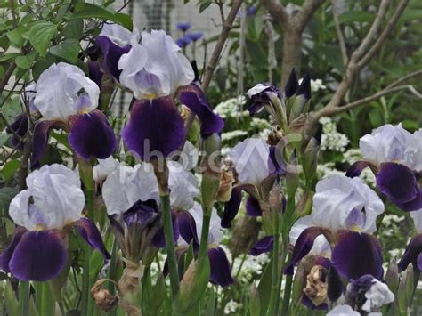 ジャーマンアイリスの花 No 24032870写真素材なら写真AC無料フリーダウンロードOK