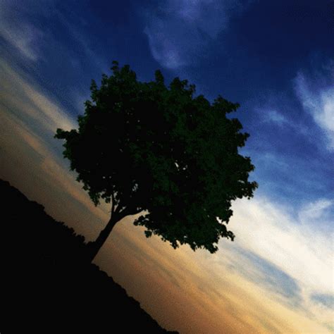 Tree Nature GIF Tree Nature Trees Discover Share GIFs