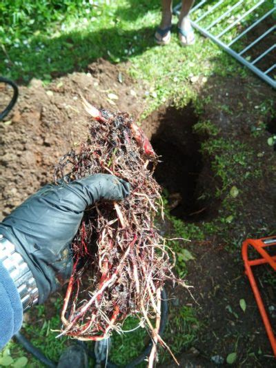 Chemical Tree Root Removal Streamline Environmental Drainage