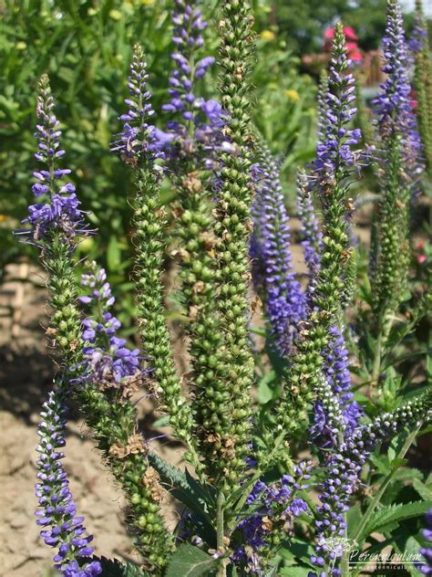 Veronica Lonolia Blauriesin Perenniculum