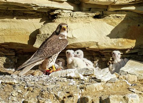 Prairie Falcon Cliff Nest Photograph By Judi Dressler Fine Art America